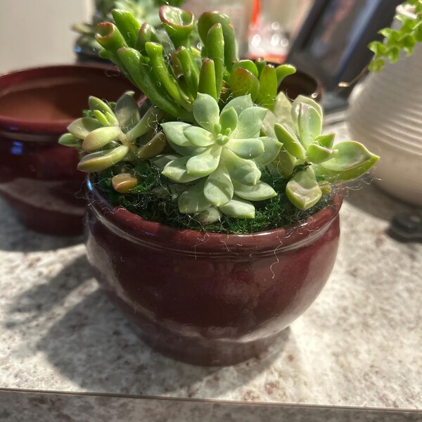 Echeveria Pink Diamond, Rare Succulent, Pink Lola Hybrid Succulent ...