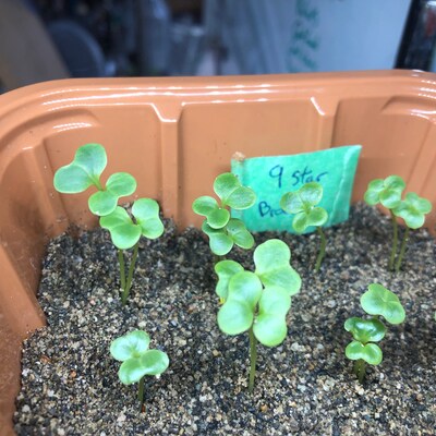 Nine Star Perennial Cauliflower/broccoli Seeds Brassica - Etsy Canada