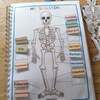 Human Skeleton Busy Book Page, Printable Montessori Materials ...