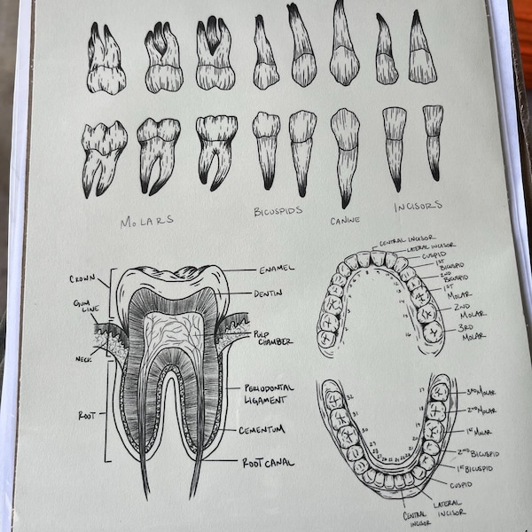 Dental Anatomy Art Print, Dental Wall Art, Dental Hygienist Gift ...
