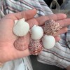 Bittersweet Clam Seashells 25pc - Etsy