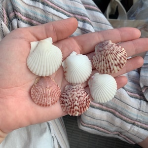 50pc Calico Clam Seashells | Etsy
