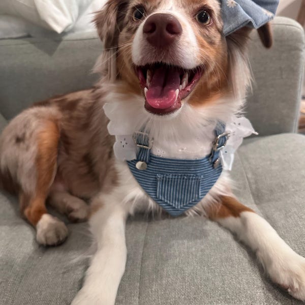 Baker Bandana | Christmas Bandana | Mrs. Claus Costume | Dog Christmas ...