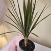 Dragon Tree Plant With Pot: Easy Beginner Indoor Plant - Etsy