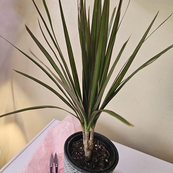 Dragon Tree Plant With Pot: Easy Beginner Indoor Plant - Etsy