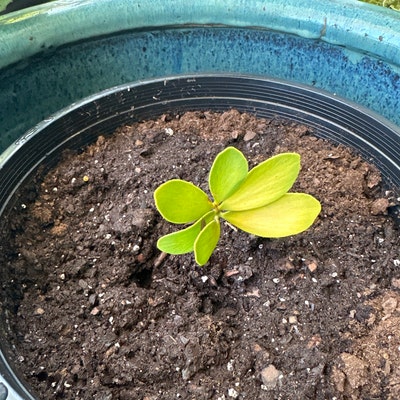 Cardboard Palm Tree Live Plant - Etsy