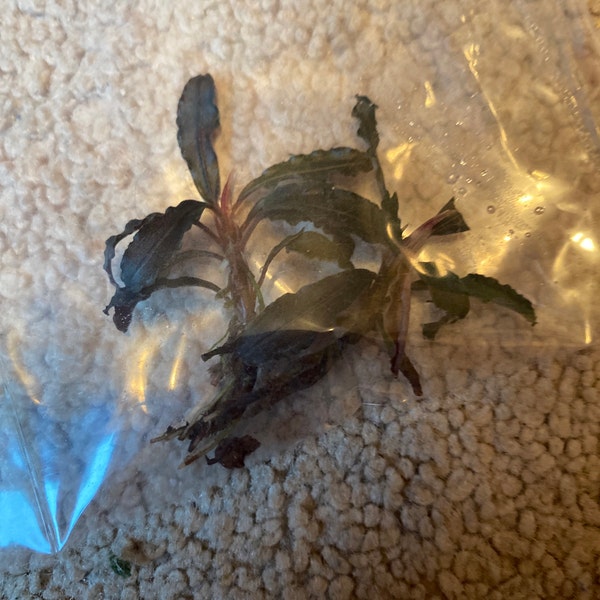 BUY 2 GET 1 FREE Bucephalandra Buce Godzilla Kedagang Red Easy Live ...