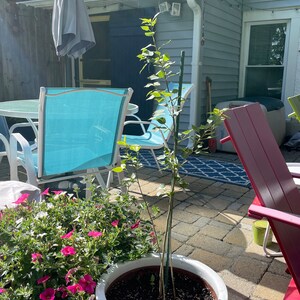 Bristlecone Pine. Pinus Aristata. Natural Dwarf. Young Tree Ready for ...