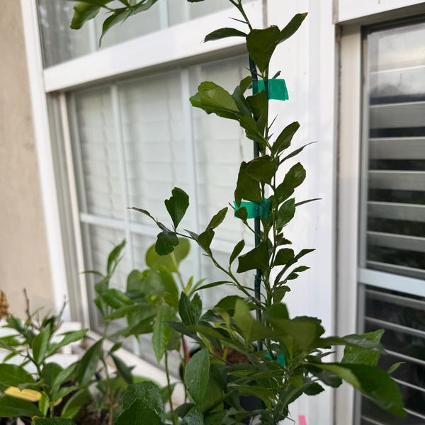 Finger Lime Tree , 1/2 Gallon Pot - Microcitrus Australasica in 1/2 Gal ...
