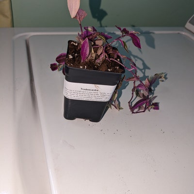 Variegated Strawberry Begonia Houseplants Saxifraga Stolonifera Live ...