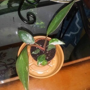 Philodendron Pink Princess PPP ALL Starter Plants Require You to ...