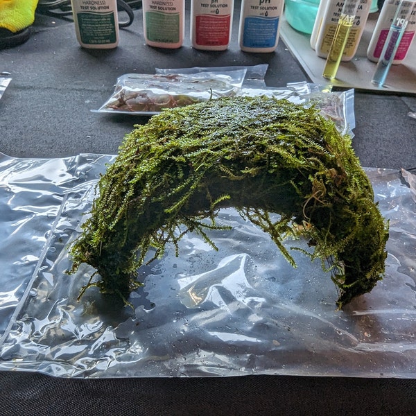 Christmas Moss on Coconut Shell Bridge - Live Foreground Plant Moss - Etsy