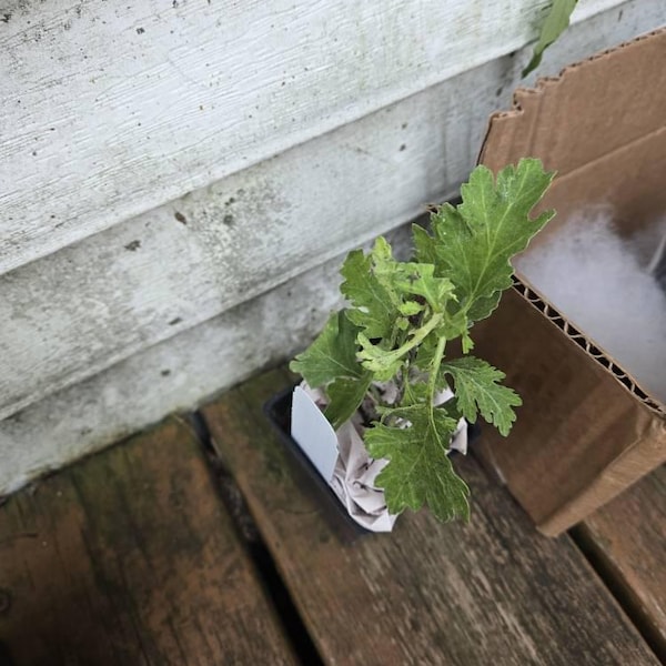 Chrysanthemum Morifolium JU HUA Plant in 2.5" Pot Tea Chrysanthemum ...