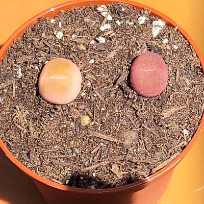 Live Plant Extreme Rare Succulents Conophytum Chrisocruxum - Etsy