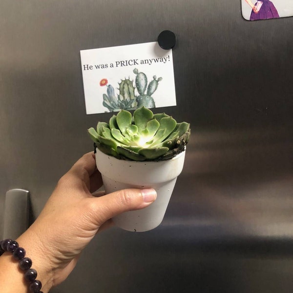 Thank You Succulent Gift Box - A Big Thank You Gift Box - Holiday Gifts ...