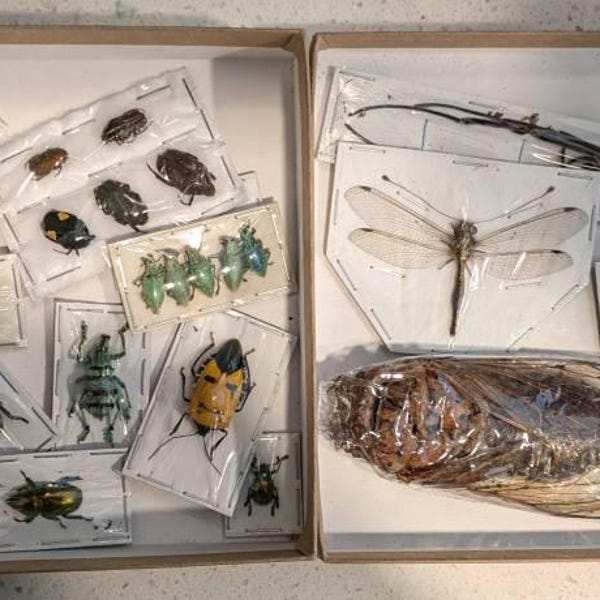 PAIR Giraffe Weevils, Trachelophorus Giraffa PAIRS, Entomology, Real ...