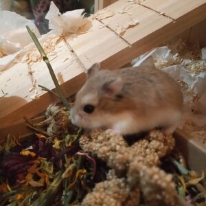Mini Hamster Forage Box - Etsy UK