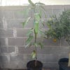 Grafted Dwarf CARA CARA Navel Orange Citrus Tree 2-3ft Tall. We Ship to ...