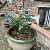 Rusty Metal Peony Garden Support Cage Frame Peonies Herbaceous Plant ...
