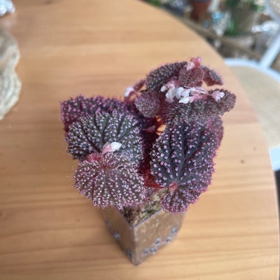 Begonia Baik X Begonia Ocellata Hybrid - Etsy