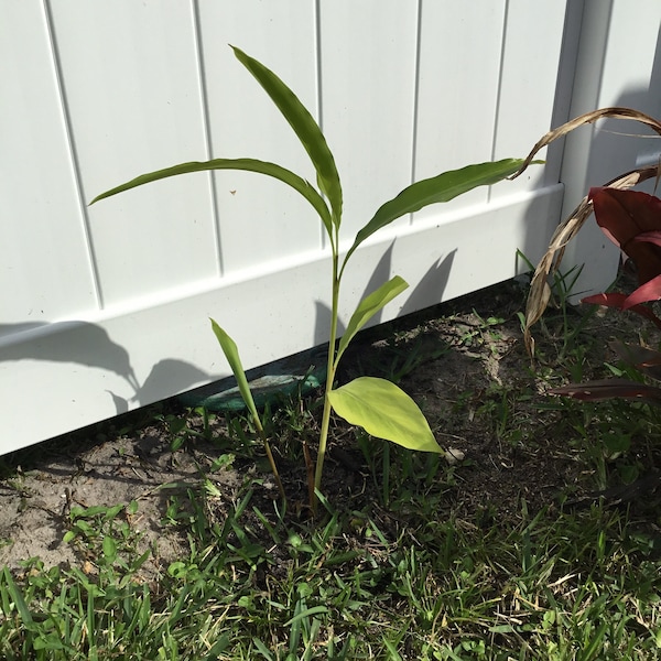 Fresh Rhizome Heliconia Stricta 'firebird' Fresh Rhizome - Etsy