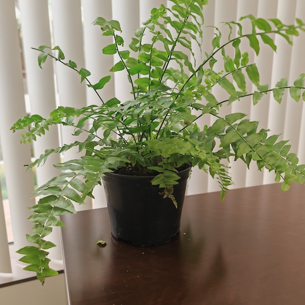 Gorgeous Large Macho Fern 6", Nephrolepis Biserrata, Giant Sword Fern ...