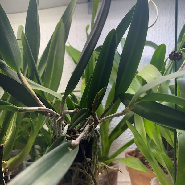 Very Rare Orchid Species Bulbophyllum Bulb Caudatum Rare Live Plant - Etsy