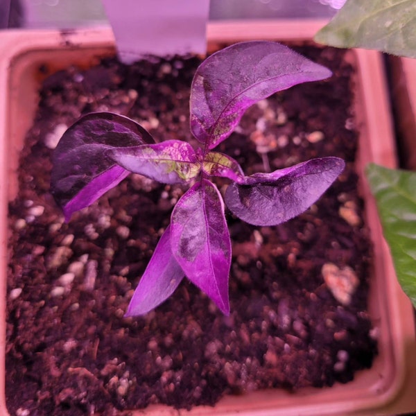 Dream Catcher Pepper Seeds - Micro Dwarf Pepper - Variegated Ornamental ...