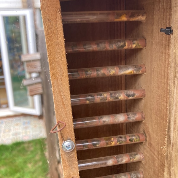 Bee,bug House, With Clear Tubes , (you Can See, How the Bees Form Cells ...
