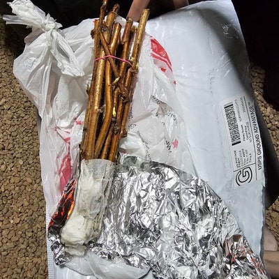 5 Mulberry Cuttings From a Live Plant. Mulberry Cuttings Bundle, Stick ...