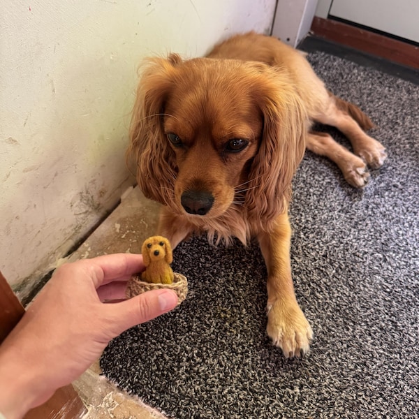 Personalised Dog Pet Replica - A Palm Sized, Needle Felted Version of ...
