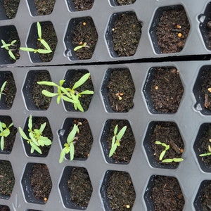 15 Heirloom Chinese Redbud, Tree Seeds. USA, Beautiful Pink Flowers ...