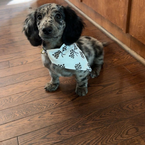 Black and White Race Day Checkered Dog Bandana (reversable) Indy 500 ...