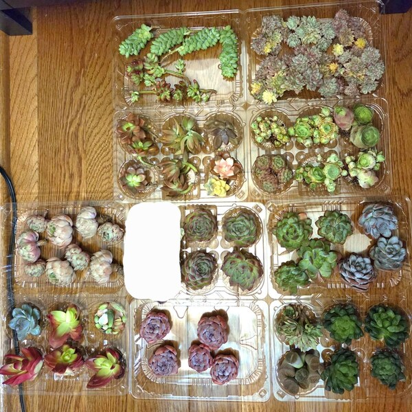 Random Mix DIY Rare Succulent Plants Live Pink Red Orange Green, 0.5-2 ...