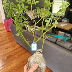 Rose “ausbite” English Climbing Rose Ownroot Plant, 1 Gallon - Etsy