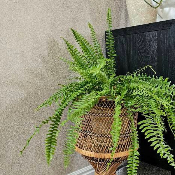 Vintage Hoffmann Bentwood Thonet ‘811’ Bar Stools by Fmg - Made in ...