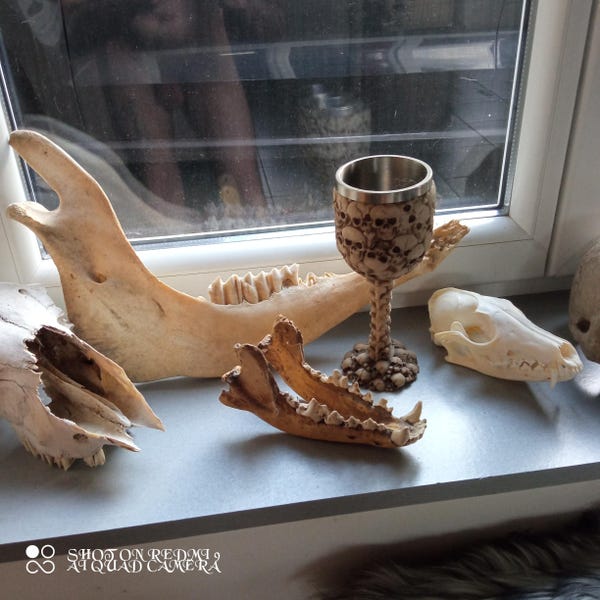 Fallow Deer Skull From Central Europe Fallow Deer dama Dama Unique ...