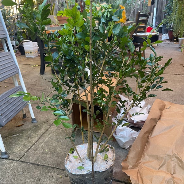 Lake View Jasmine, in 10" Pot, Murraya Paniculata, Orange Jasmine ...