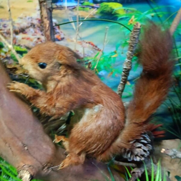 Vintage Genuine Gladding Speedaway Wood Metal Wooden Snow Sled Sledge ...