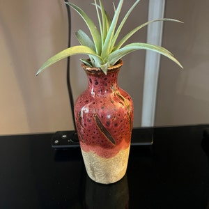 Air Plant Xeric Variety Mix of 10 Airplant, Tillandsia, Wholesale, Bulk ...