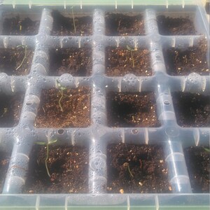 Aji Rainforest Pepper Seeds - Etsy