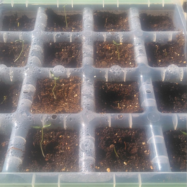 Cassidy's Folly Tomato Seeds casady's Folly - Etsy