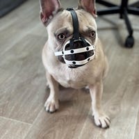 Leather Dog Muzzle Chow Chow & Other Similar Snouts - Etsy UK