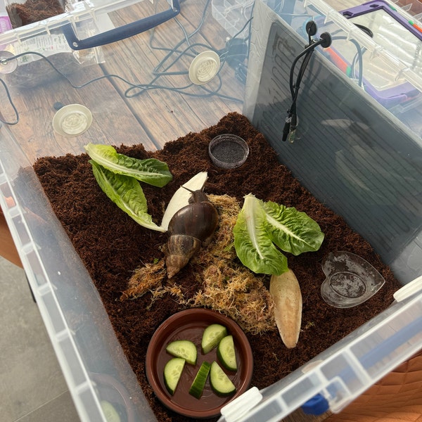 Land Snail Kit, Ideal for Garden Snails - Etsy