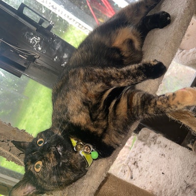 Cat Bell SOLID COLORS / Pet Collar Bells / Cat Collar Bell / Dog Bell ...