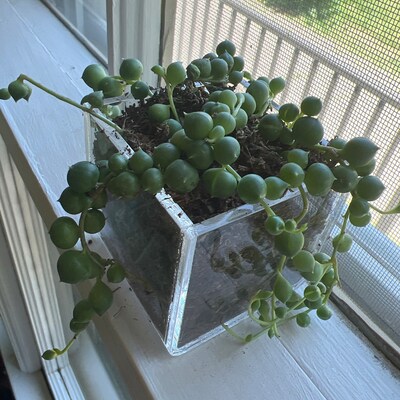 Suction Cup Window Planter 2 Inch Cube Style Planter That Attaches to ...