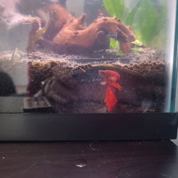Bottom Dweller Aquarium Cave, Kuhli Loach Dojo Loach Corydoras Catfish ...