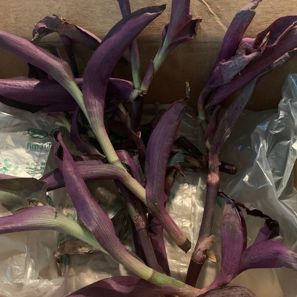 30 Starts of PURPLE QUEEN Gorgeous, Hardy and Vigorous Decotative Plant ...