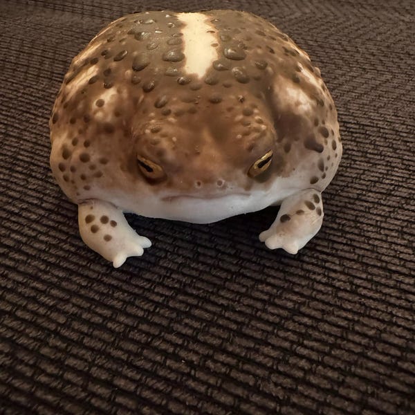 SQUISHY Desert Rain Frog. Cute Butt Frog Fidget Weirdcore Desk Toy for ...