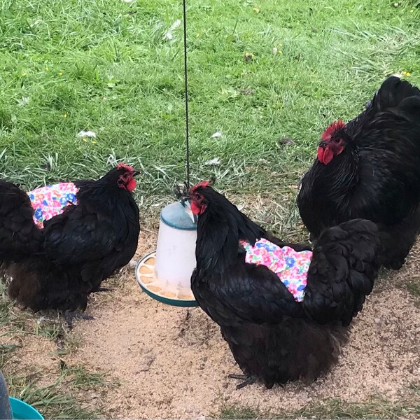 CHICKEN SADDLE | Adjustable Straps | HEN Apron | Duck Jacket | Feather ...